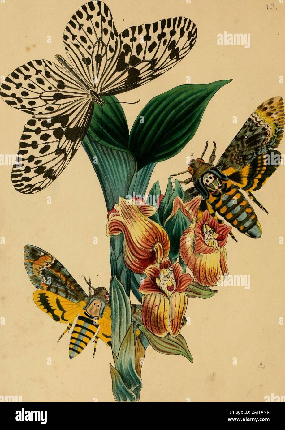 Himalayan insects hi-res stock photography and images - Alamy