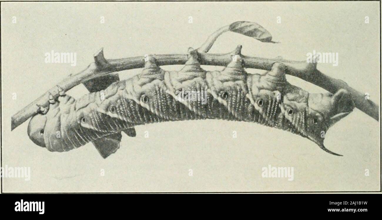Caterpillar anatomy hi-res stock photography and images - Alamy