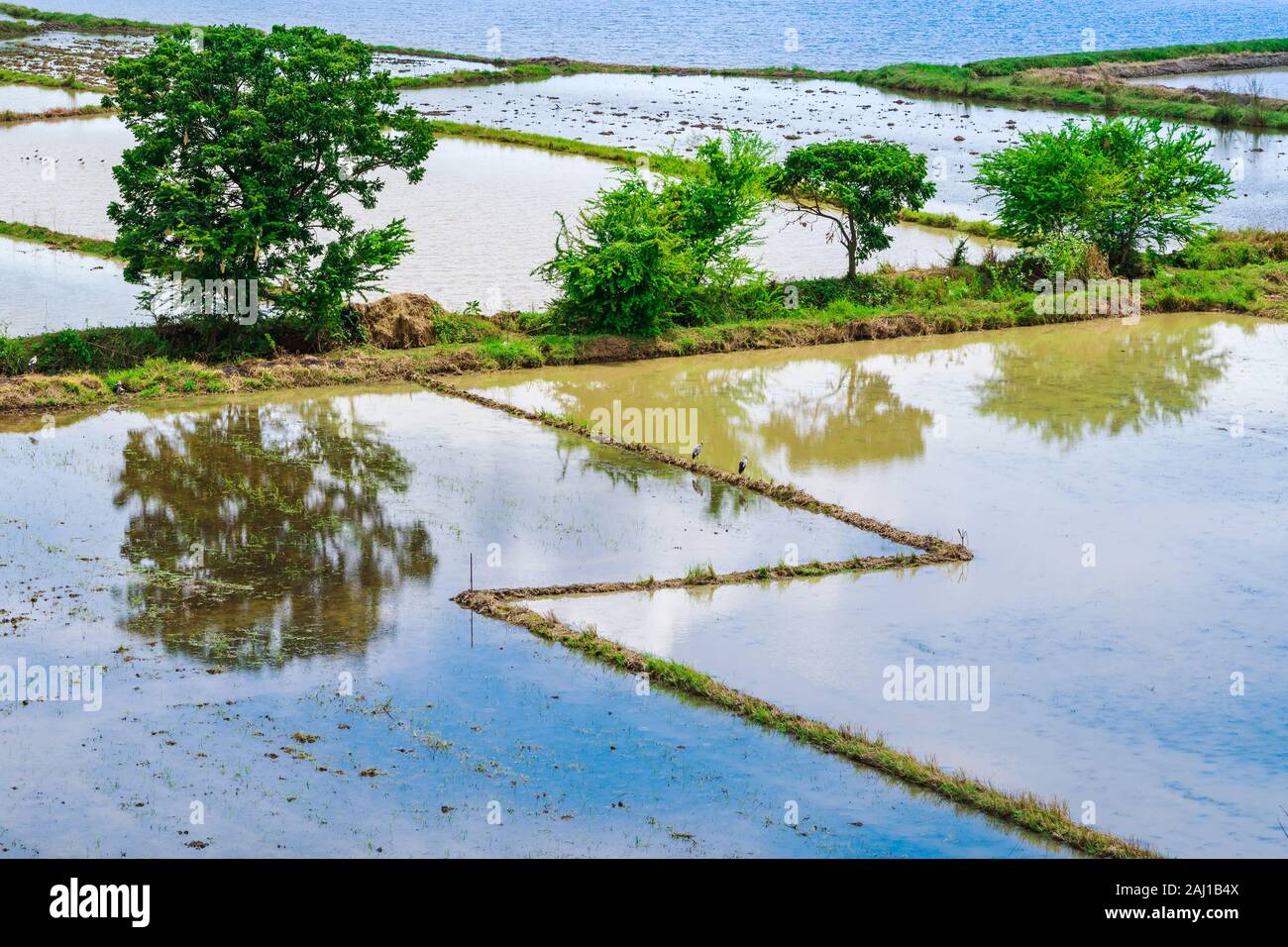 Scenery of flooded rice paddies. Agronomic methods of growing rice with ...