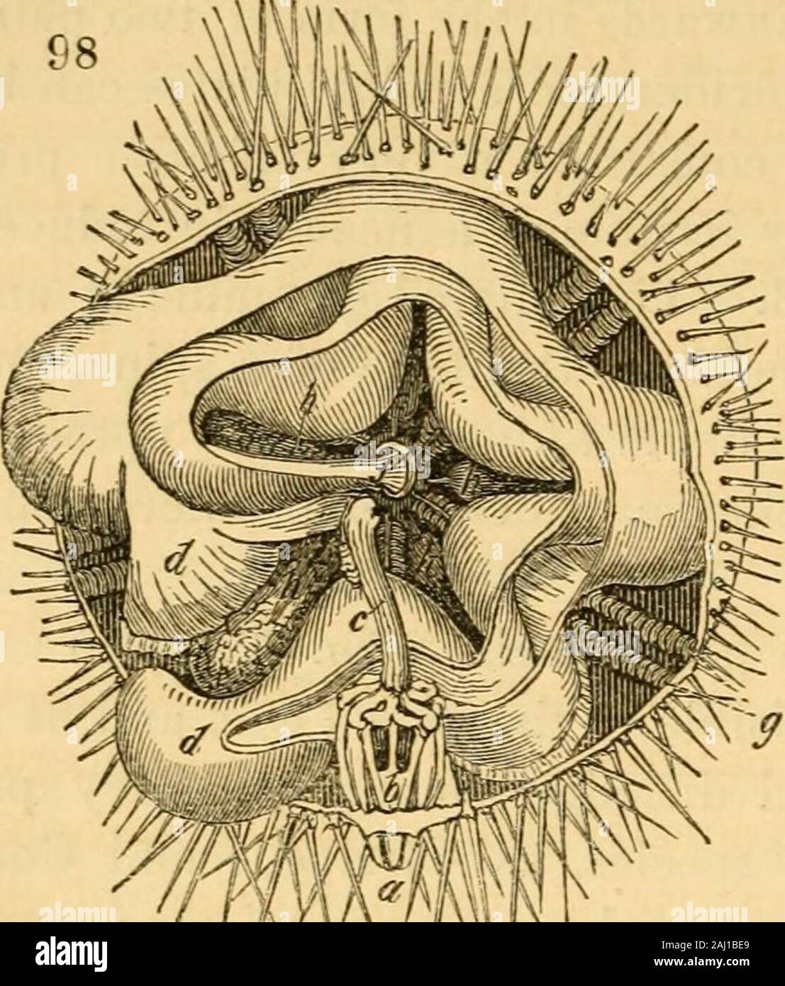 Lectures on the comparative anatomy and physiology of the invertebrate ...