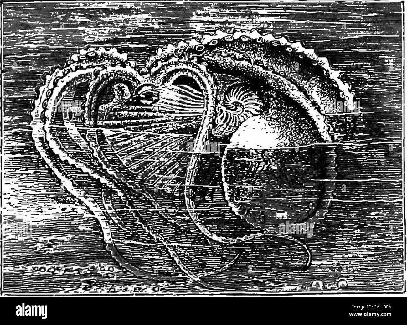 Vertebrates and invertebrates Black and White Stock Photos & Images - Alamy