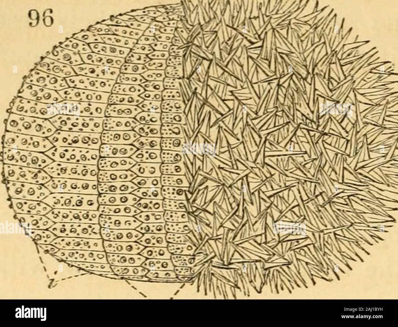 Lectures on the comparative anatomy and physiology of the invertebrate ...