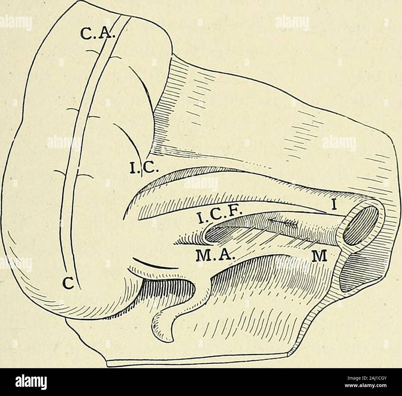 Unstriped muscle hi-res stock photography and images - Alamy