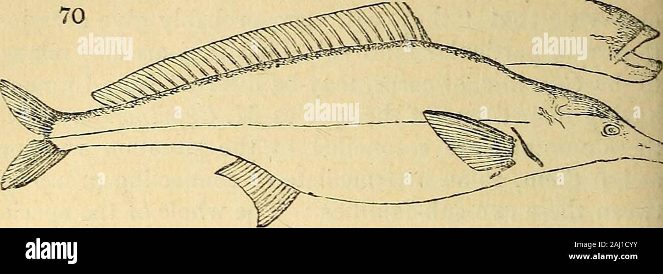 Stomach sack hi-res stock photography and images - Alamy