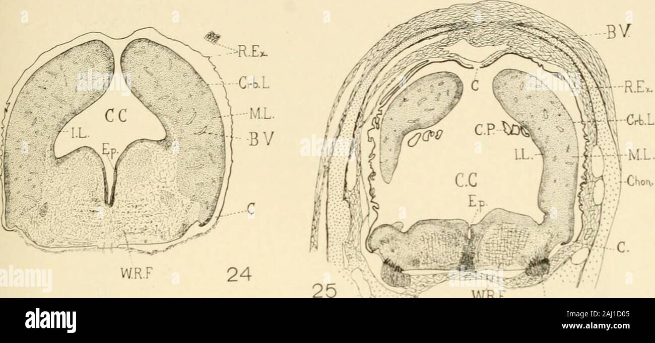 Rhombic lip hi-res stock photography and images - Alamy