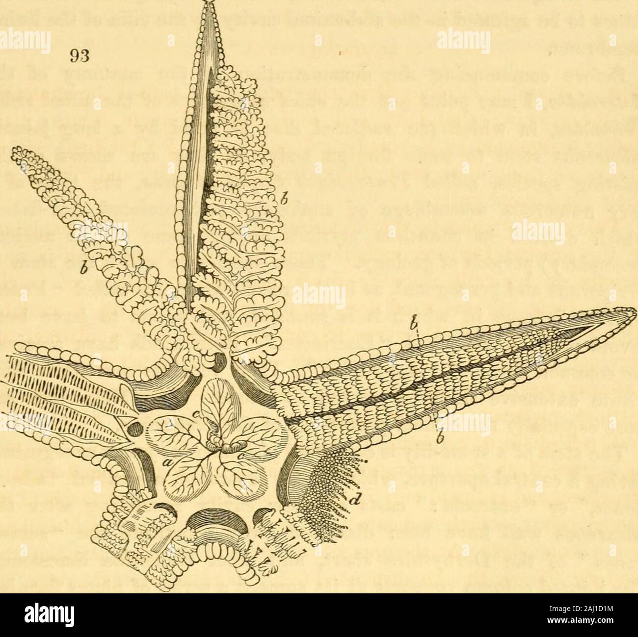 Lectures on the comparative anatomy and physiology of the invertebrate ...
