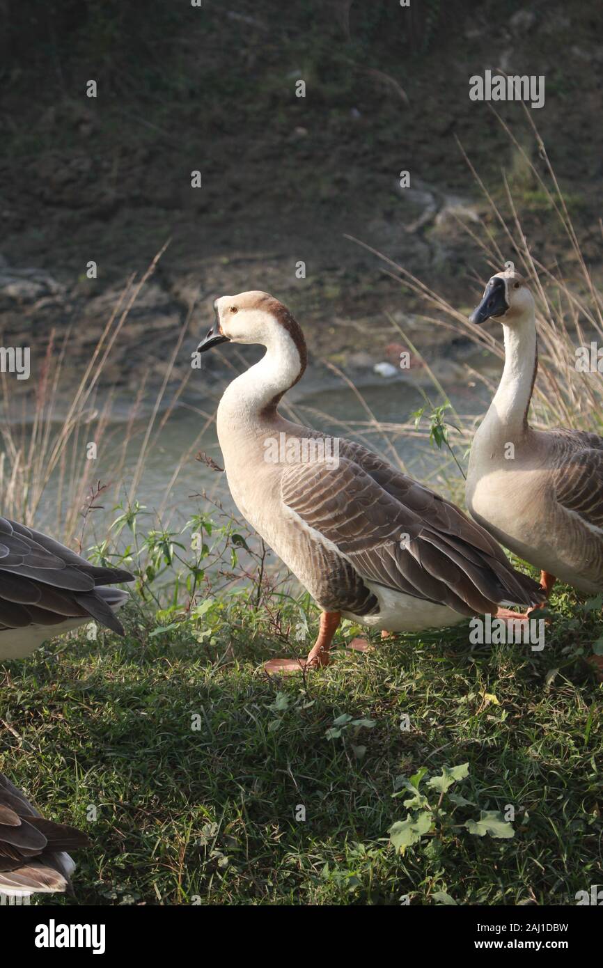 Picture of Ducks in Bangladesh Stock Photo - Alamy