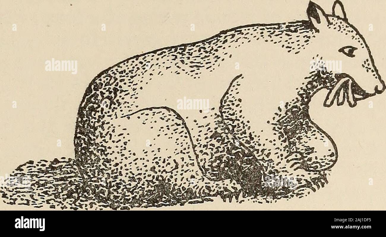 The Book of Revelation ; a study of the last prophetic book of Holy ...