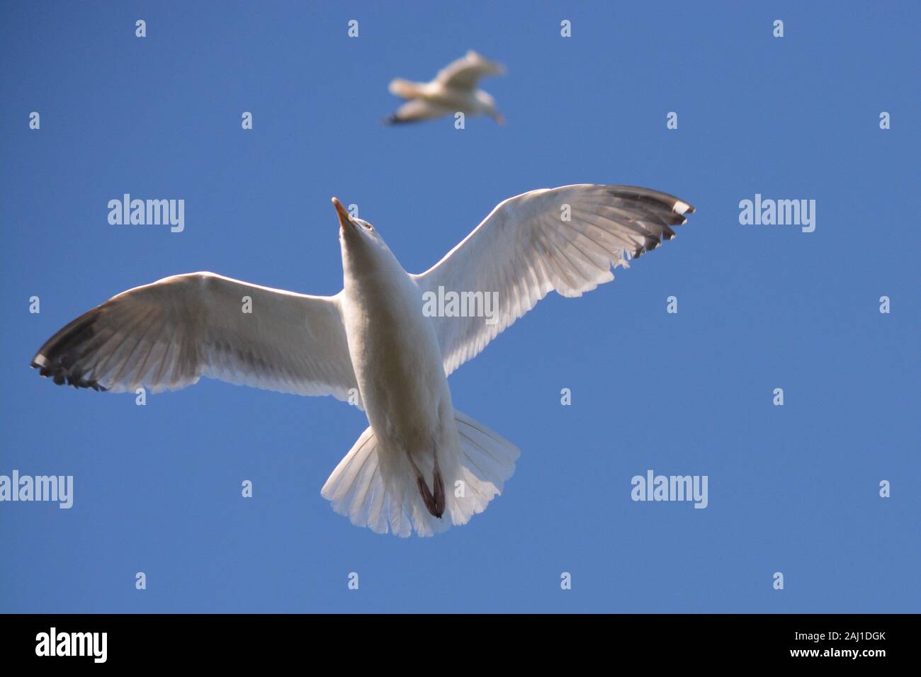 Bird in flight. Wingspan of seagull Stock Photo - Alamy