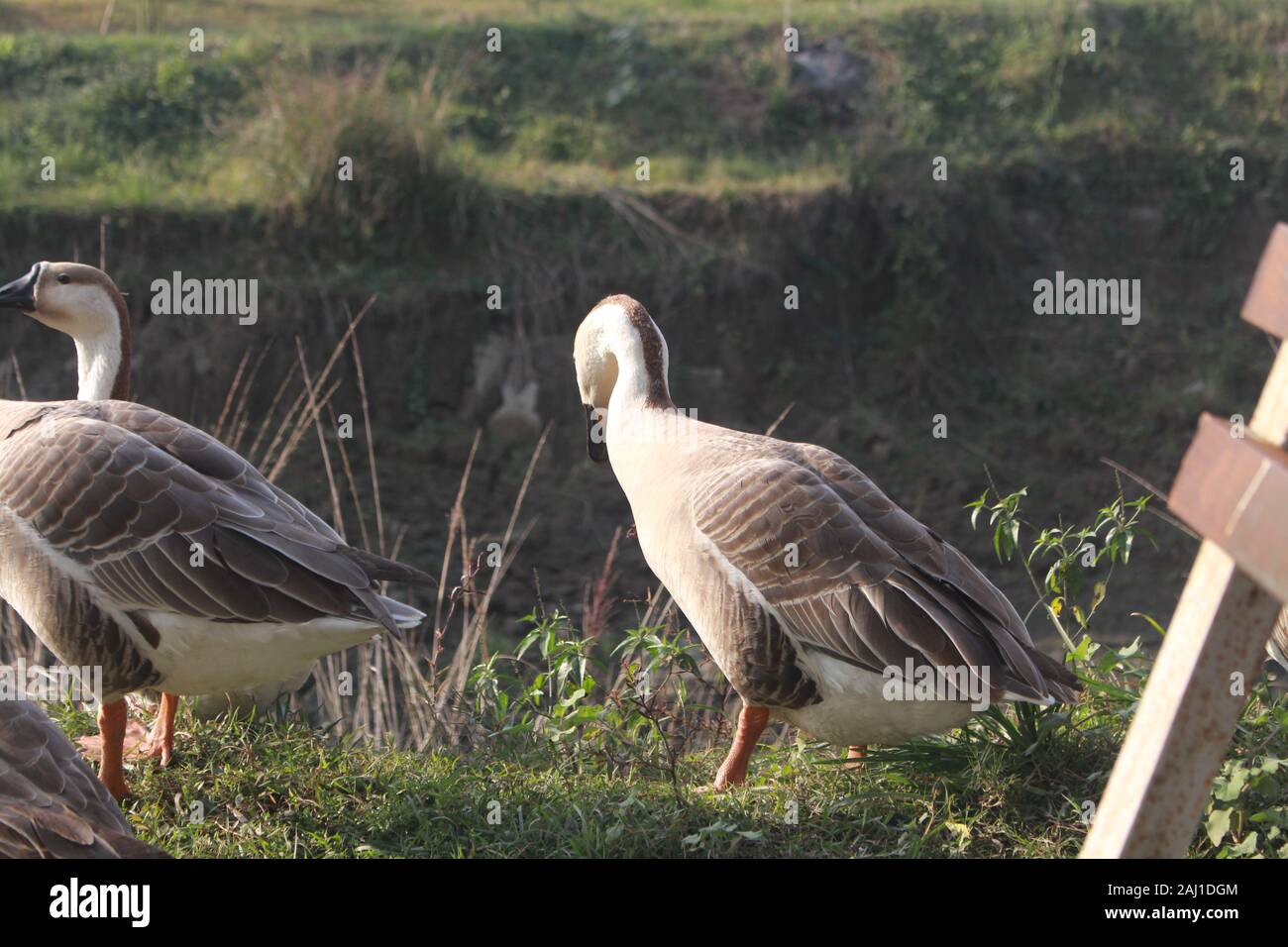Picture of Ducks in Bangladesh Stock Photo - Alamy