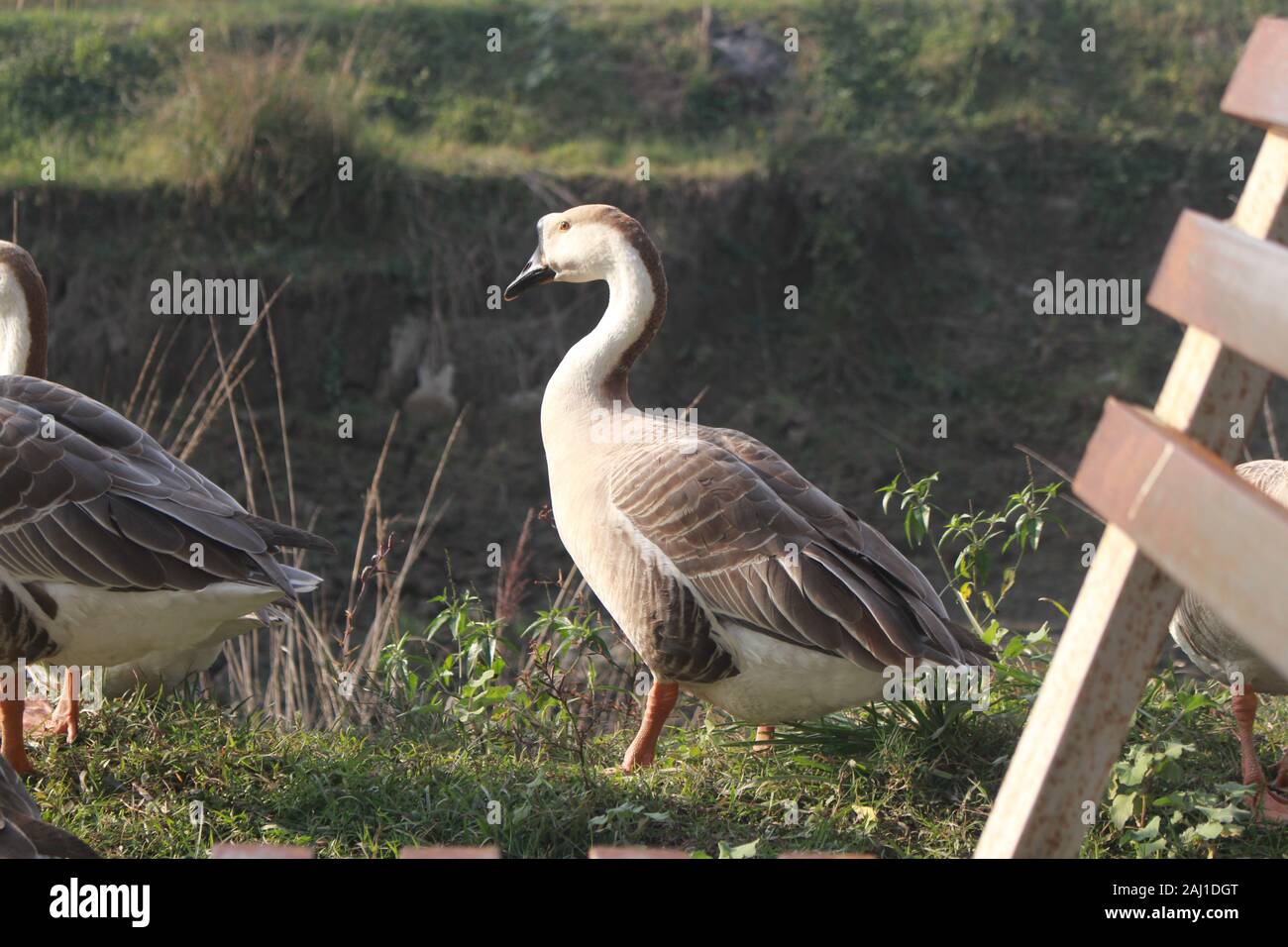 Picture of Ducks in Bangladesh Stock Photo - Alamy