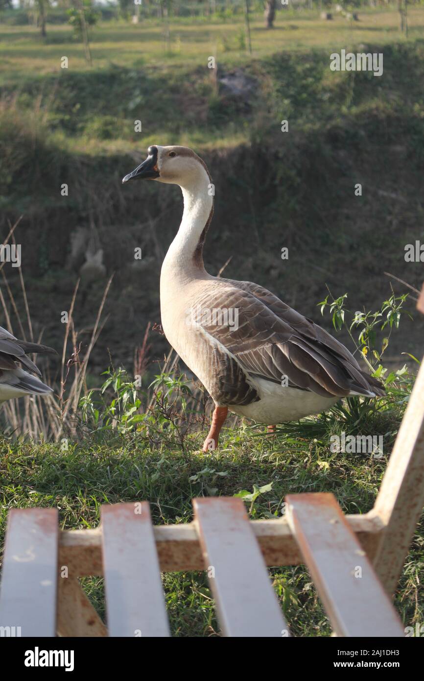 Picture of Ducks in Bangladesh Stock Photo - Alamy