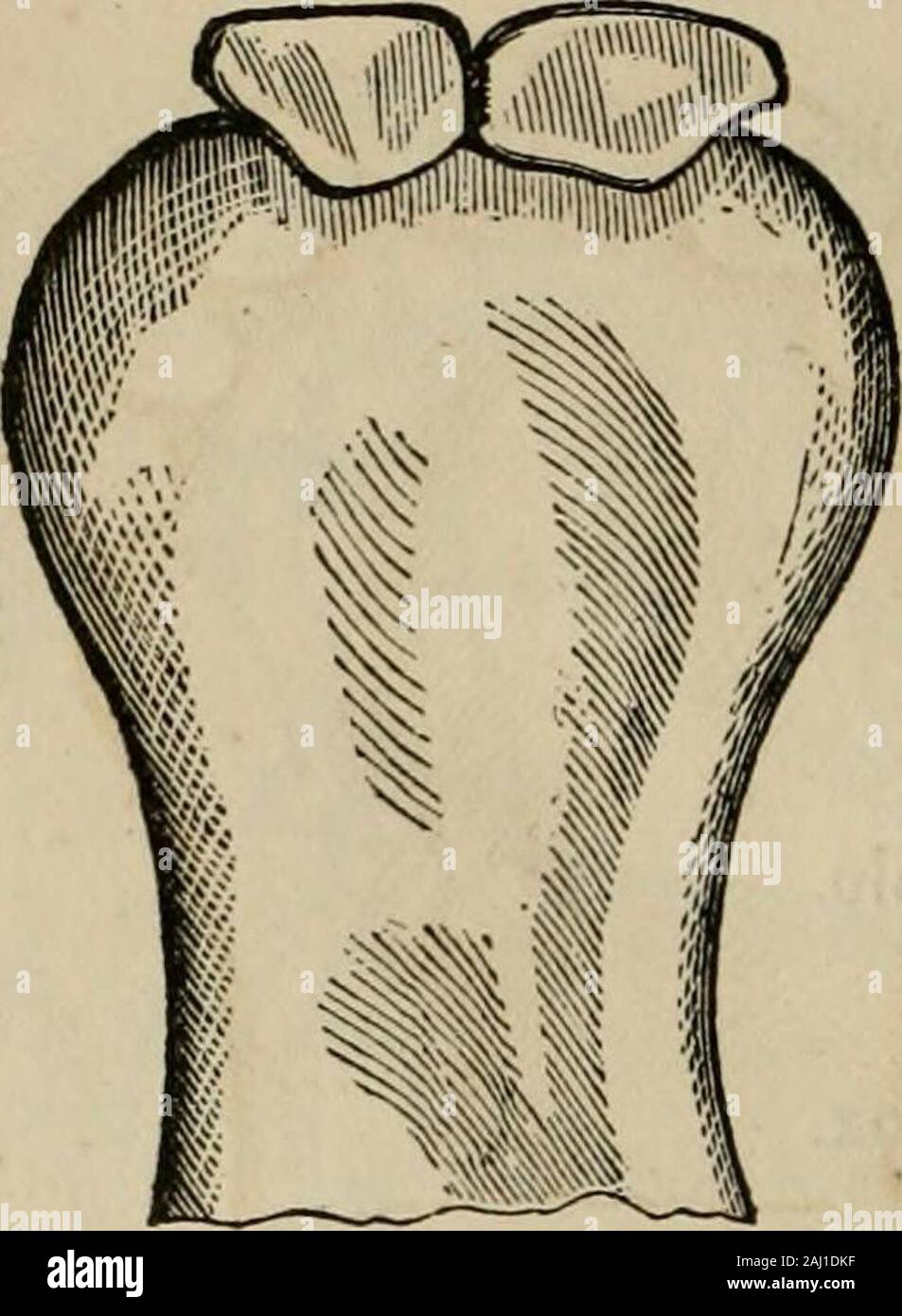 Bubalus period hi-res stock photography and images - Alamy