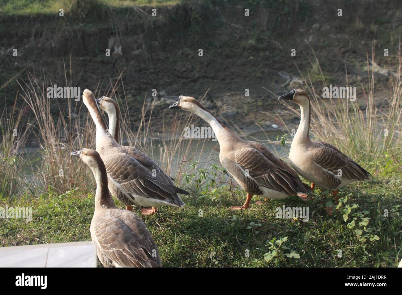 Picture of Ducks in Bangladesh Stock Photo - Alamy