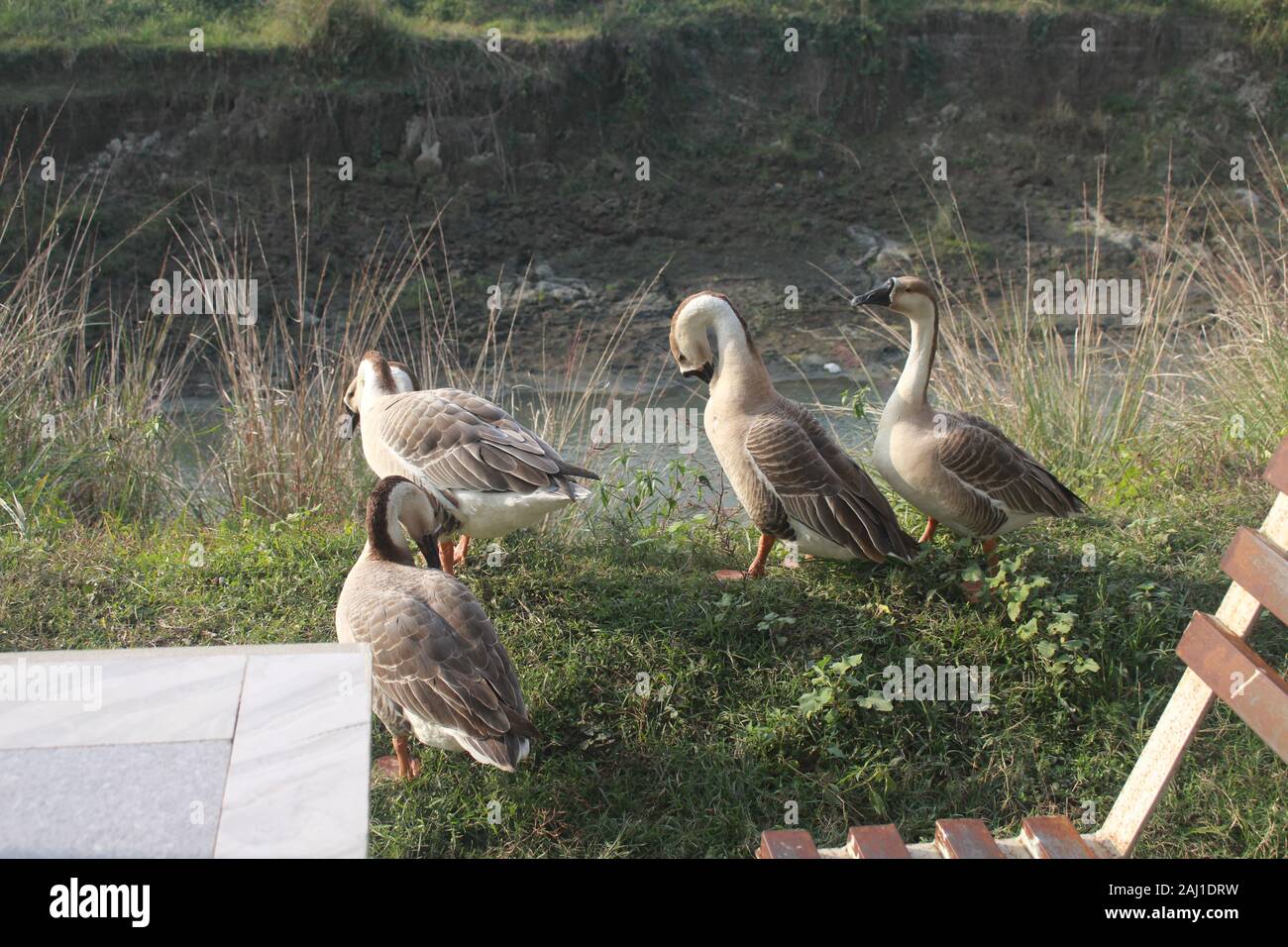 Picture of Ducks in Bangladesh Stock Photo - Alamy