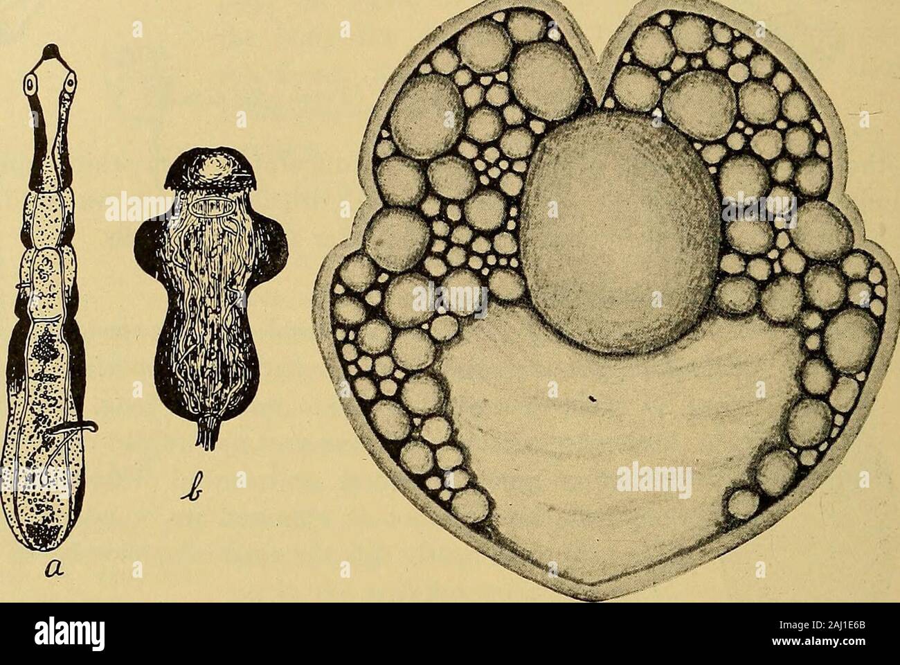 Diagnostic methods, chemical, bacteriological and microscopical : a ...