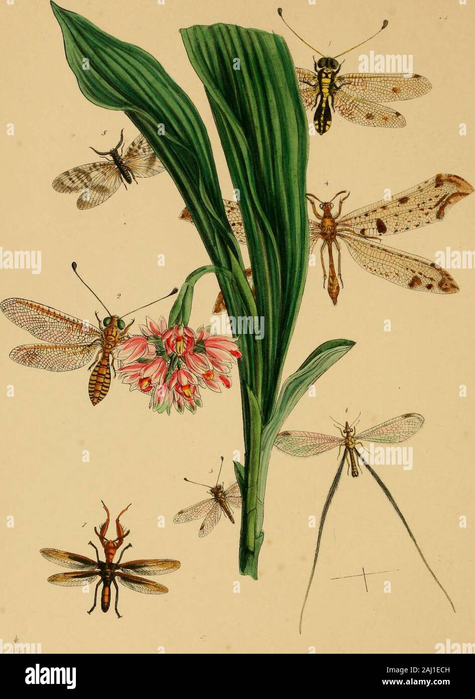 The cabinet of oriental entomology : being a selection of some of the ...