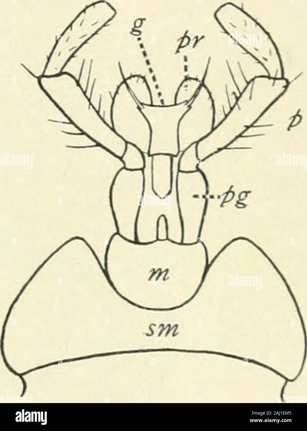 Entomology : with special reference to its biological and economic ...