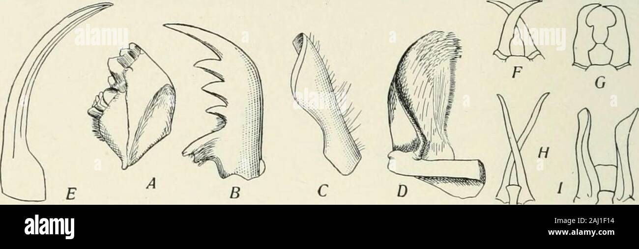 Maxillary galea hi-res stock photography and images - Alamy