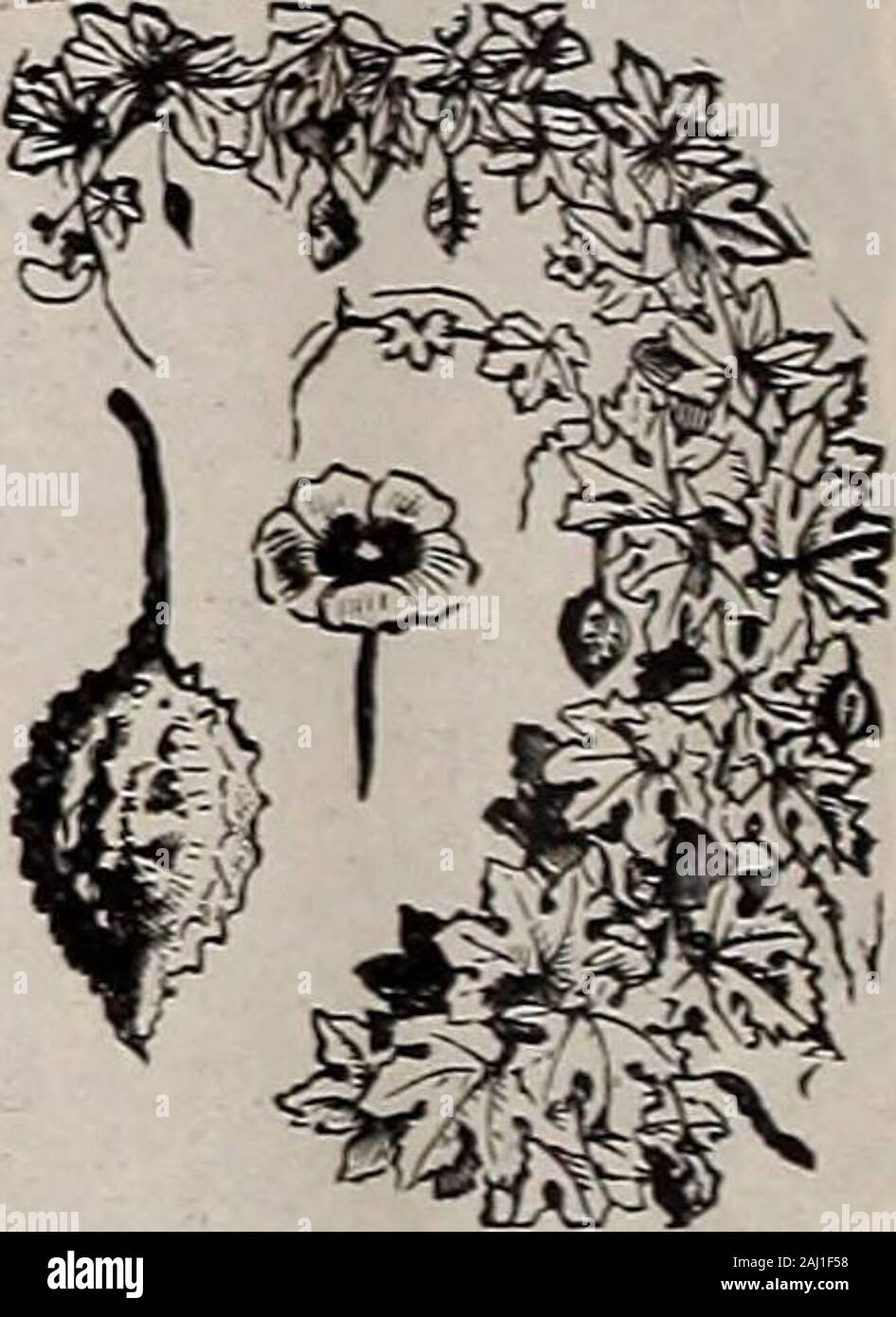 Livingston's seeds : 1902 "true blue" annual . ice blooming plants. Pro ...