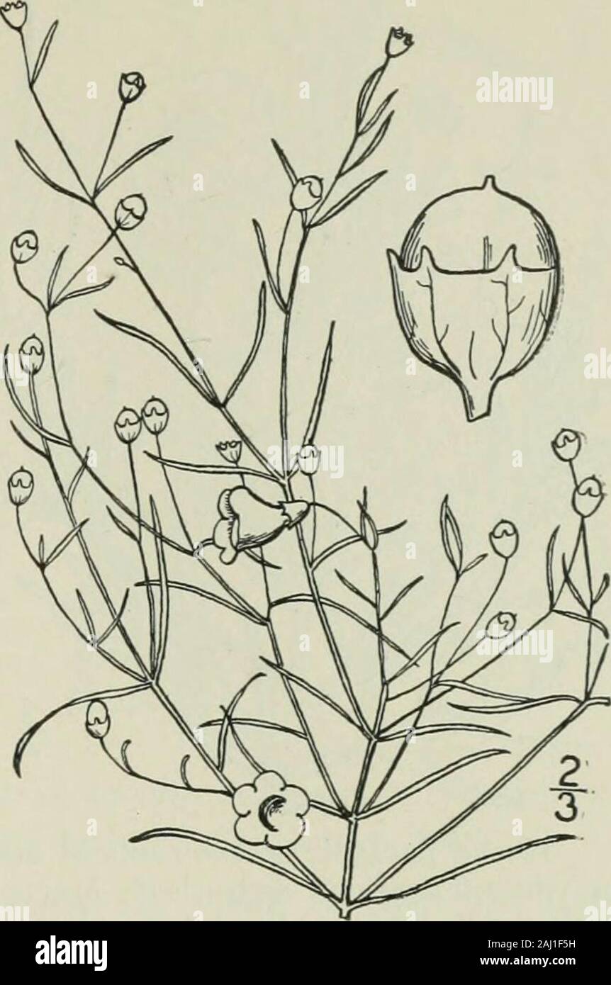 Sessile flowers hi-res stock photography and images - Alamy