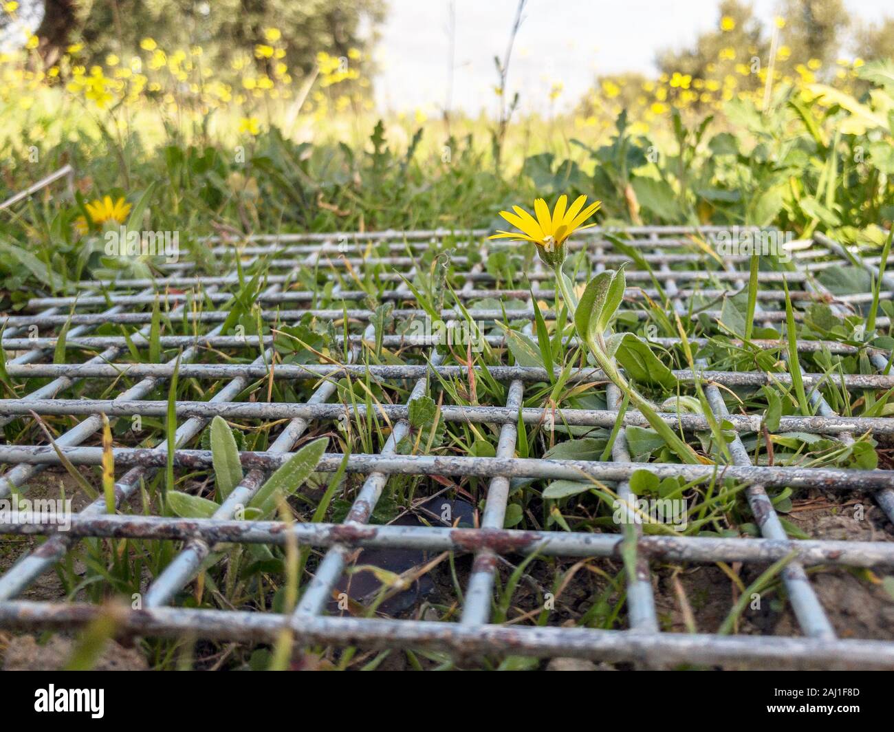 Flower coming out of a metallic net that crushes the area but the ...