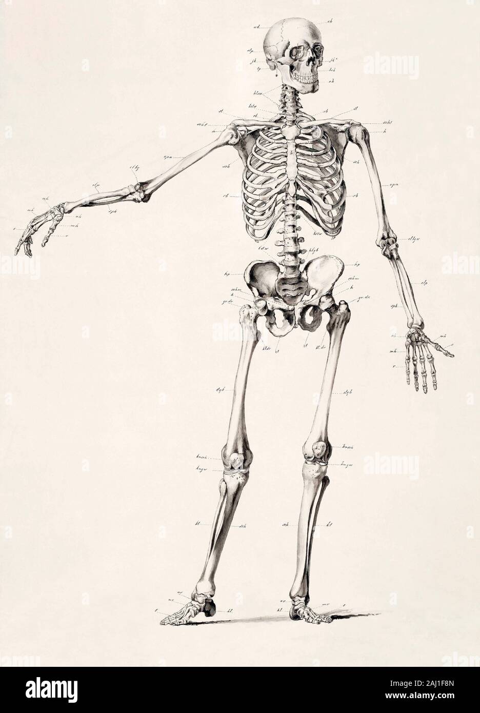 Skeleton illustration vintage hi-res stock photography and images - Alamy