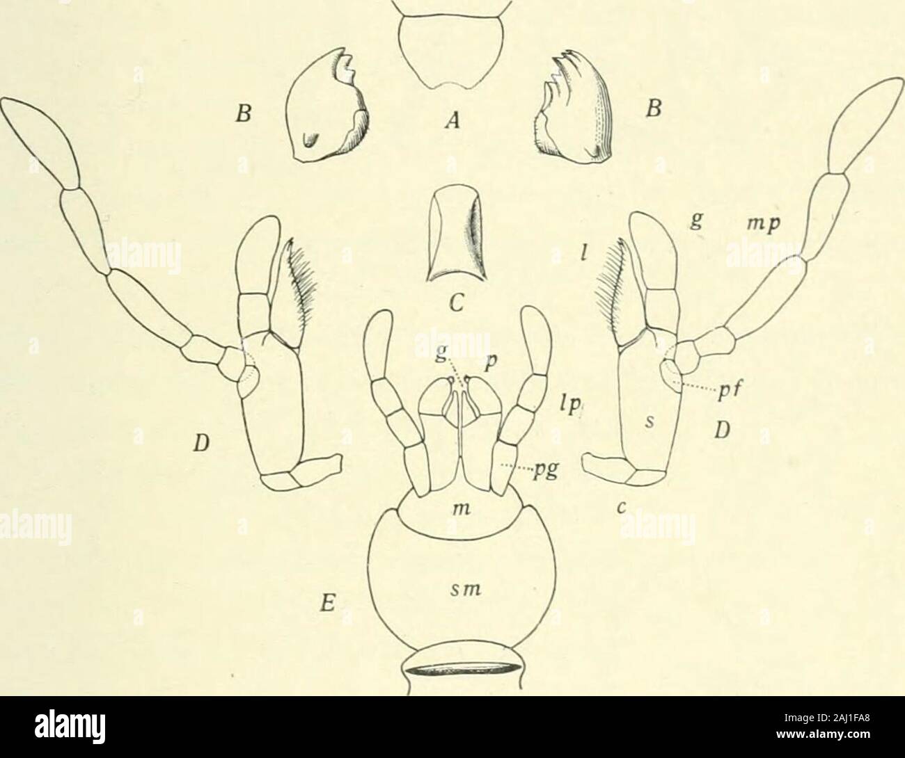 Lapping mouth parts hi-res stock photography and images - Alamy