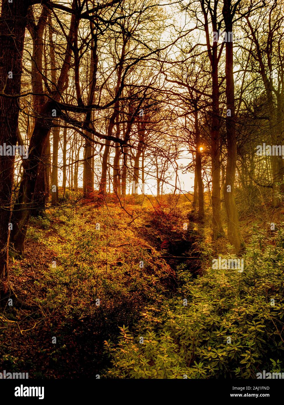 Trees with golden sunlight shining through Stock Photo - Alamy