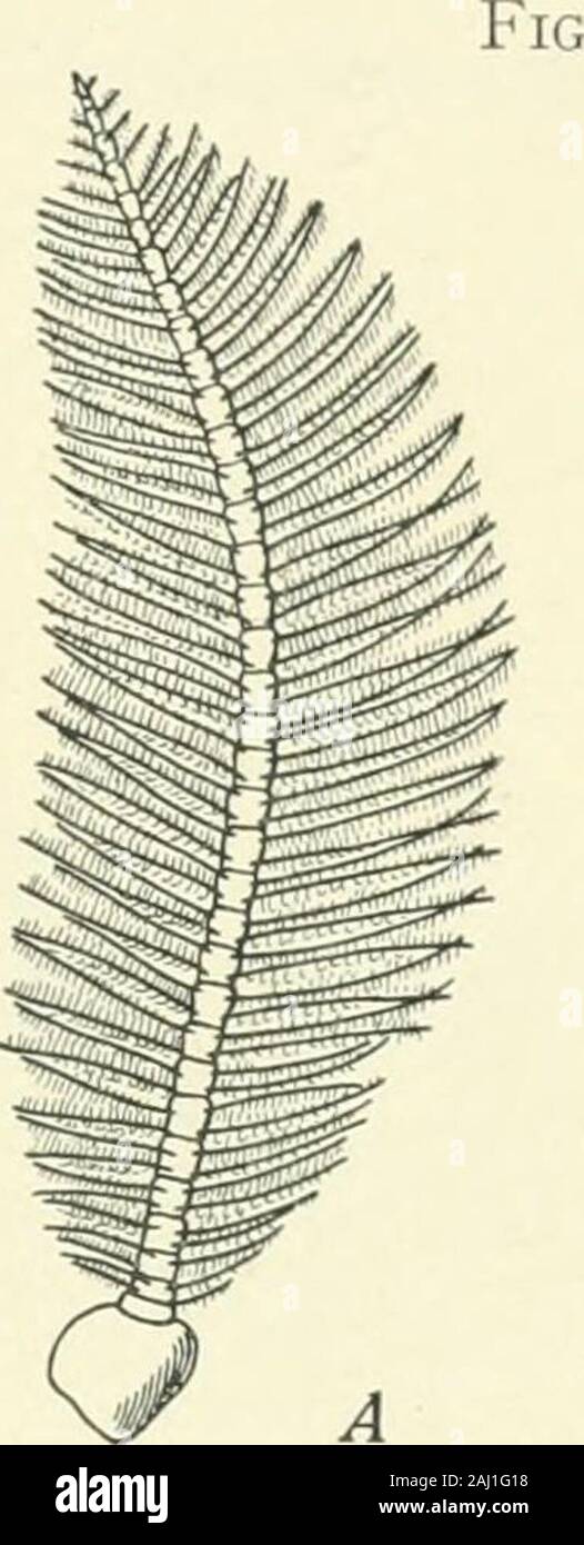 Catogenus hi-res stock photography and images - Alamy