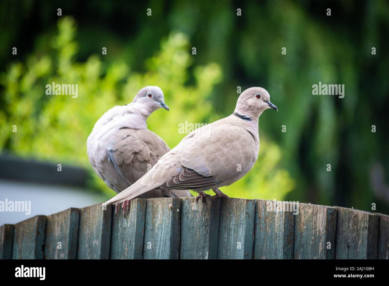 A couple of doves resting on the fence Stock Photo - Alamy