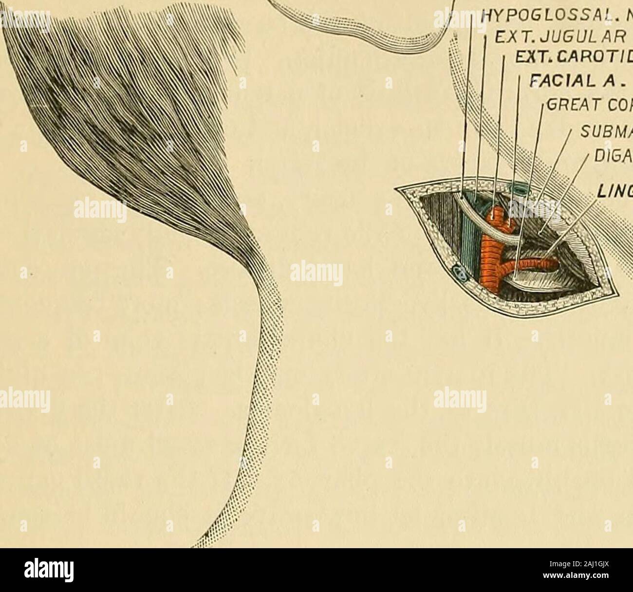 Operative surgery . platysma, and deep fascia on a director; draw ...