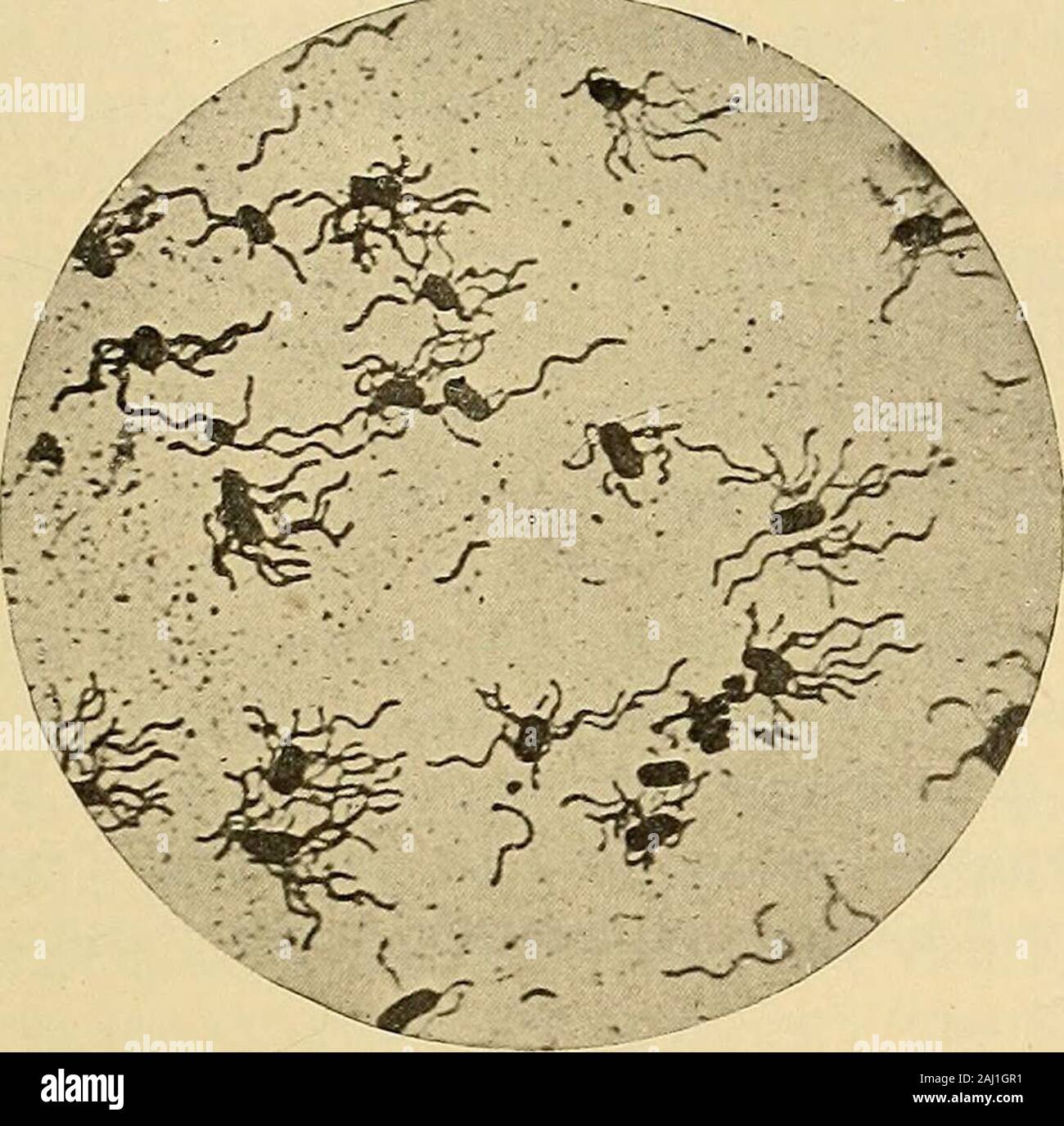 bacilli bacteria in stool