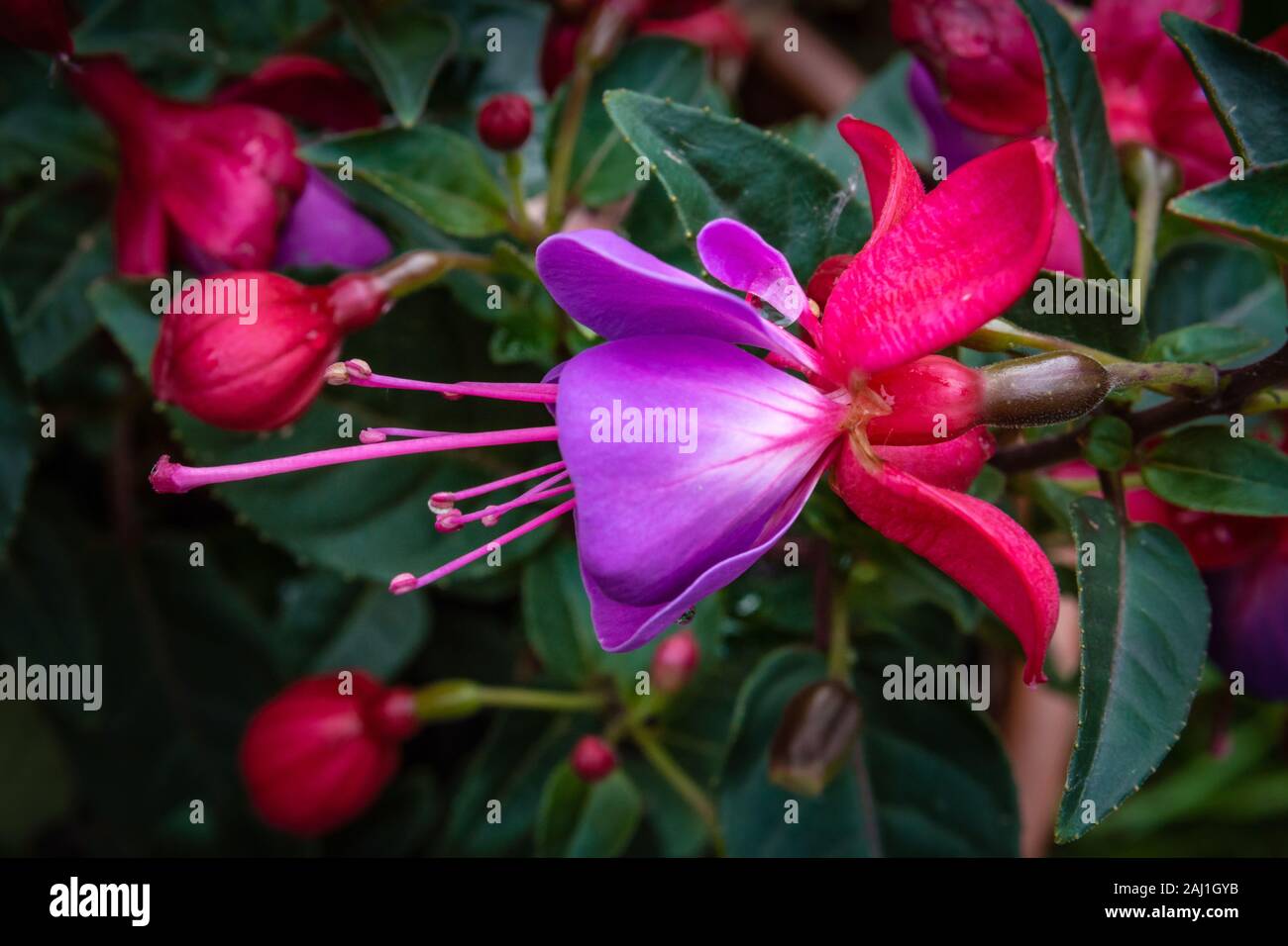 Fuchsia flower 'purple rain' 2 Stock Photo - Alamy