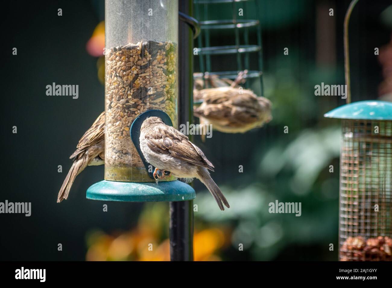 Sparrow bird feeder hi-res stock photography and images - Alamy