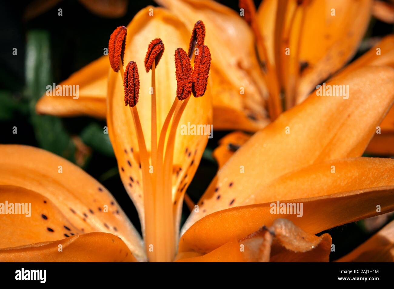 Lily flower stamen hi-res stock photography and images - Alamy