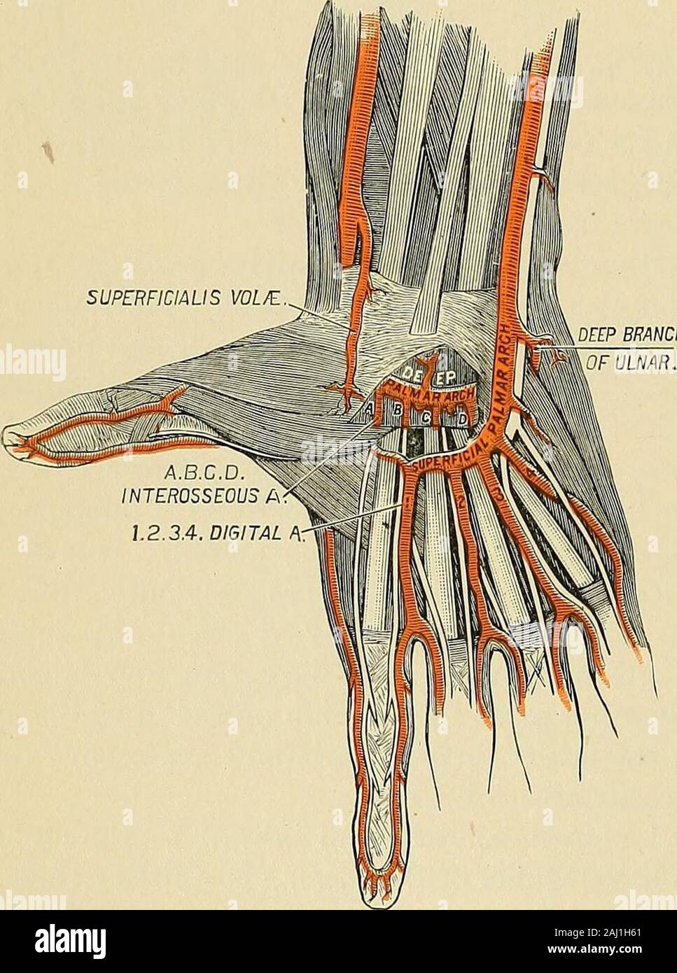 Palmar arch hi-res stock photography and images - Alamy