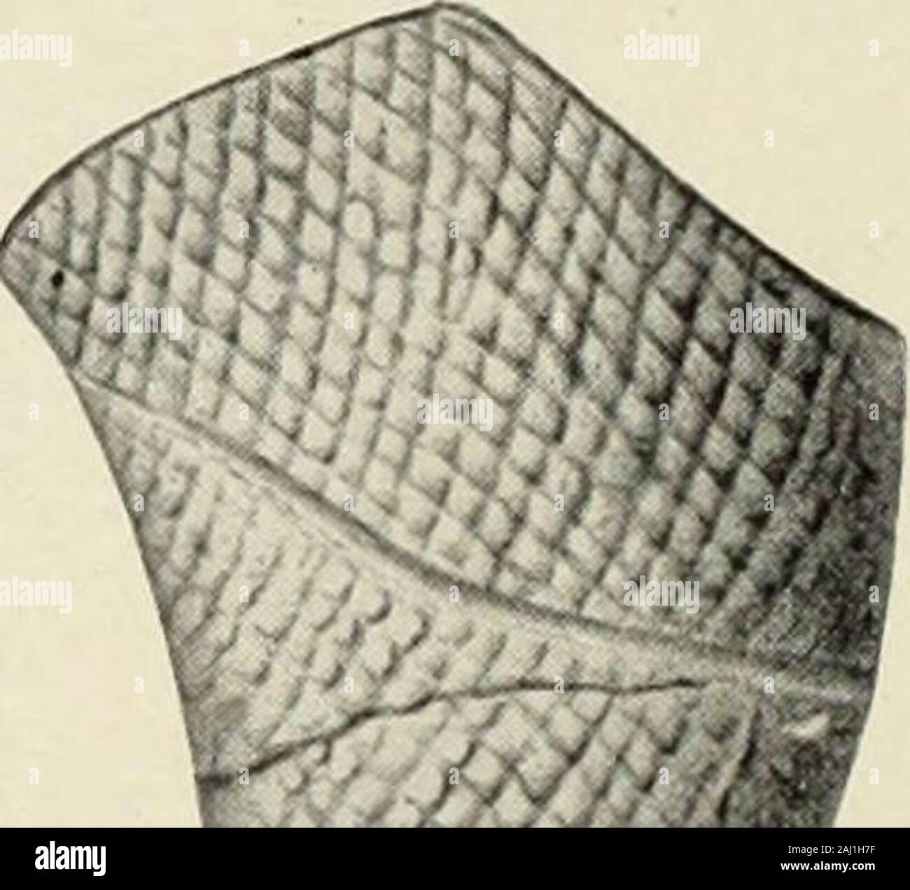 Curiosus hi-res stock photography and images - Alamy