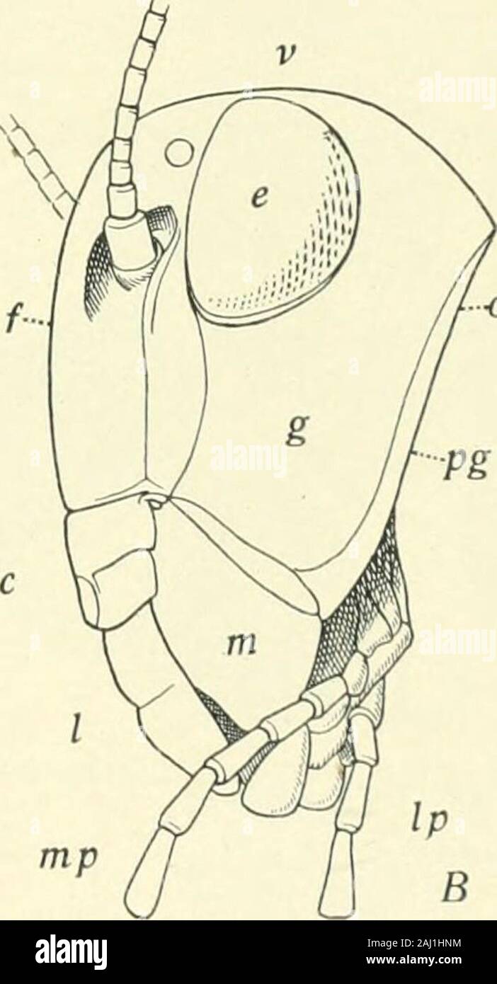 C shaped eyes hi-res stock photography and images - Alamy
