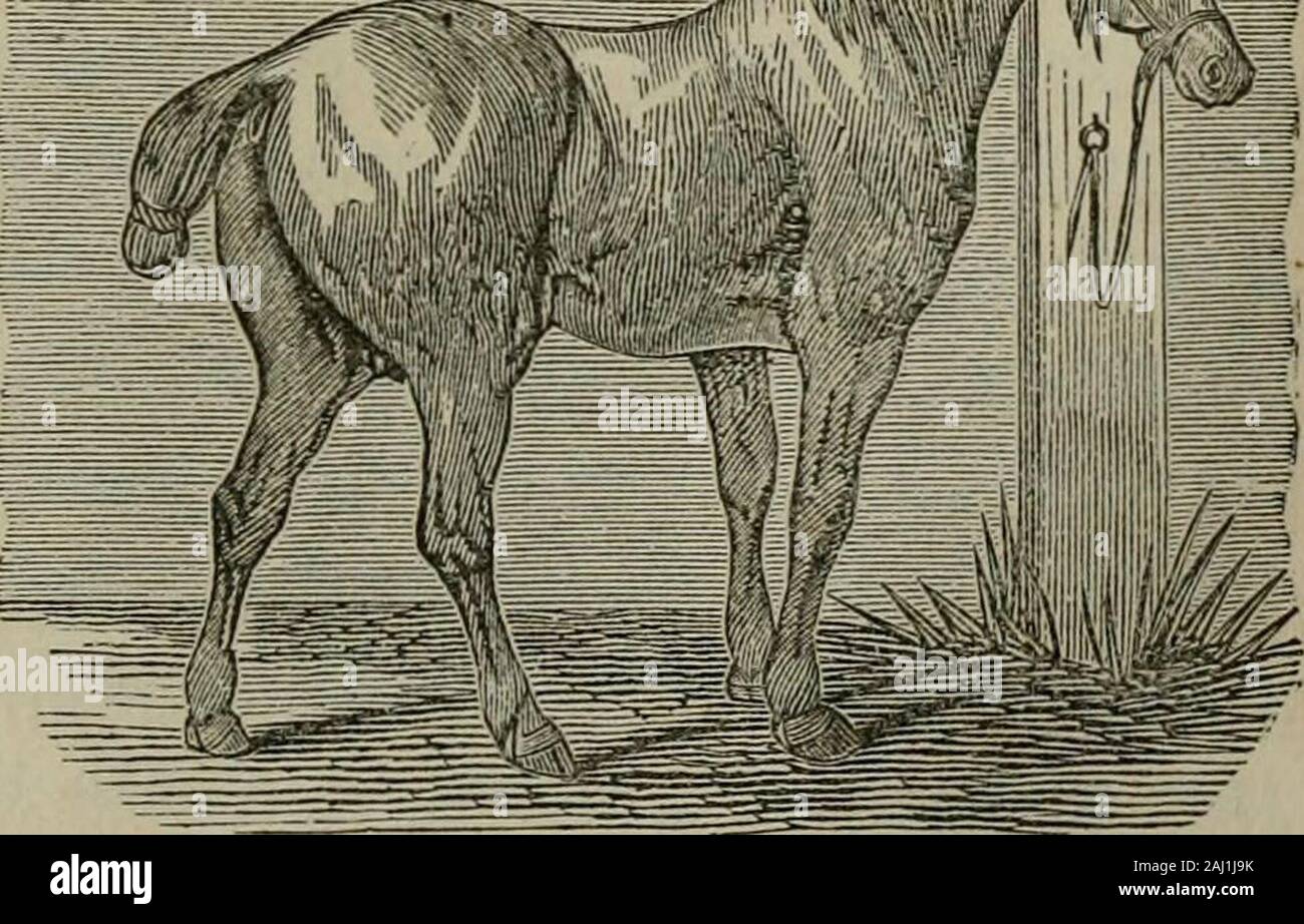 Scrotum horse hi-res stock photography and images - Alamy