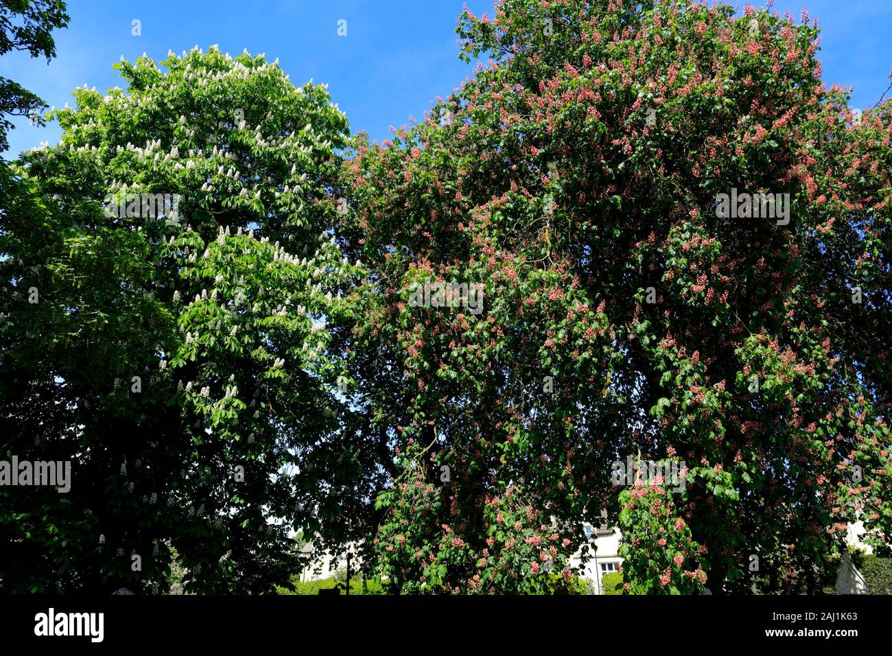 Red horse chestnut tree hi-res stock photography and images - Alamy