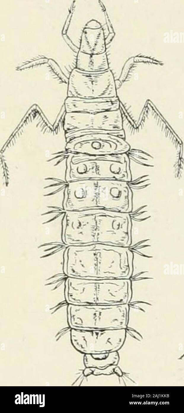 Entomology : with special reference to its biological and economic ...
