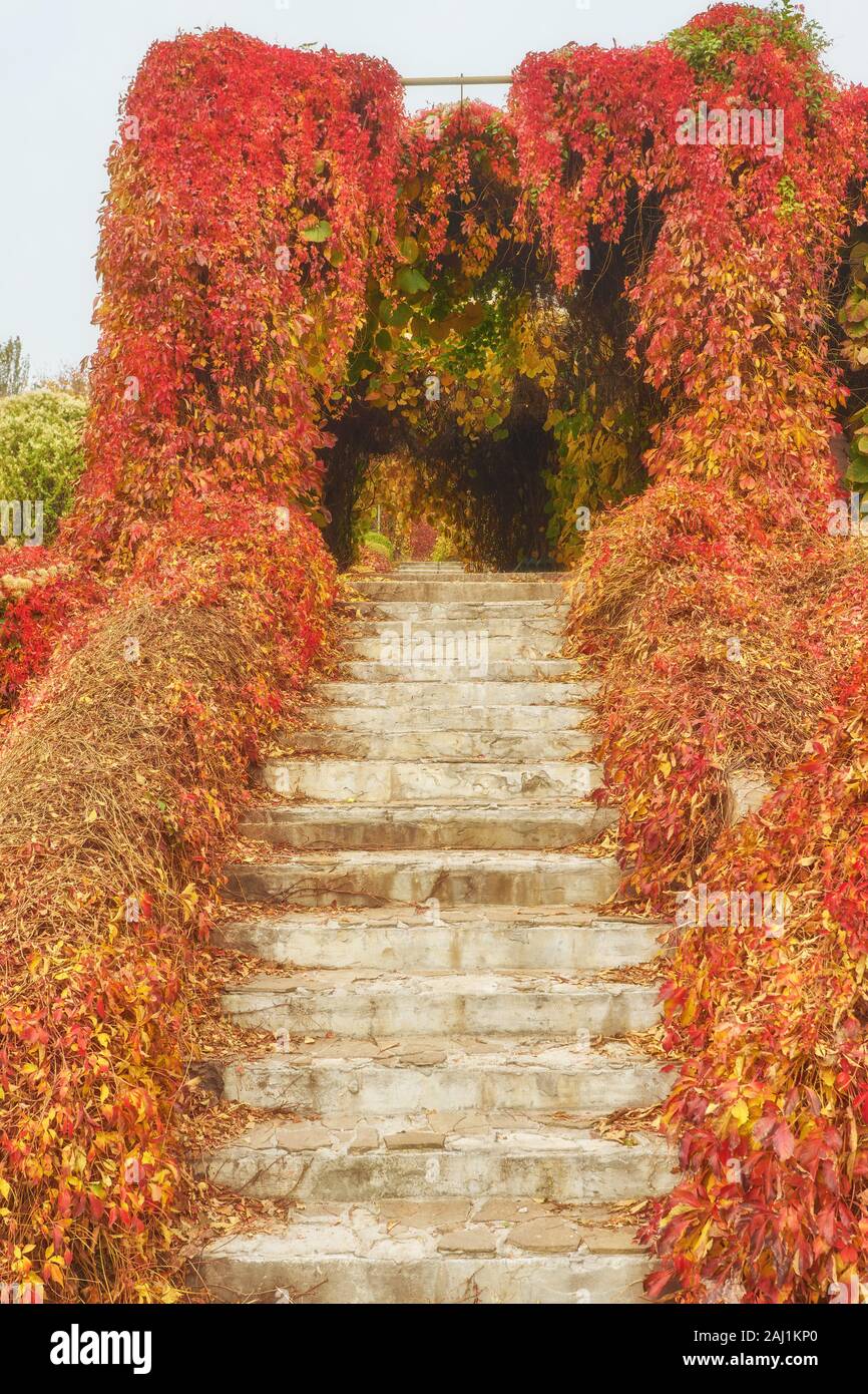 Autumn sunny day, steps of stairs in the old park, many fallen foliage ...