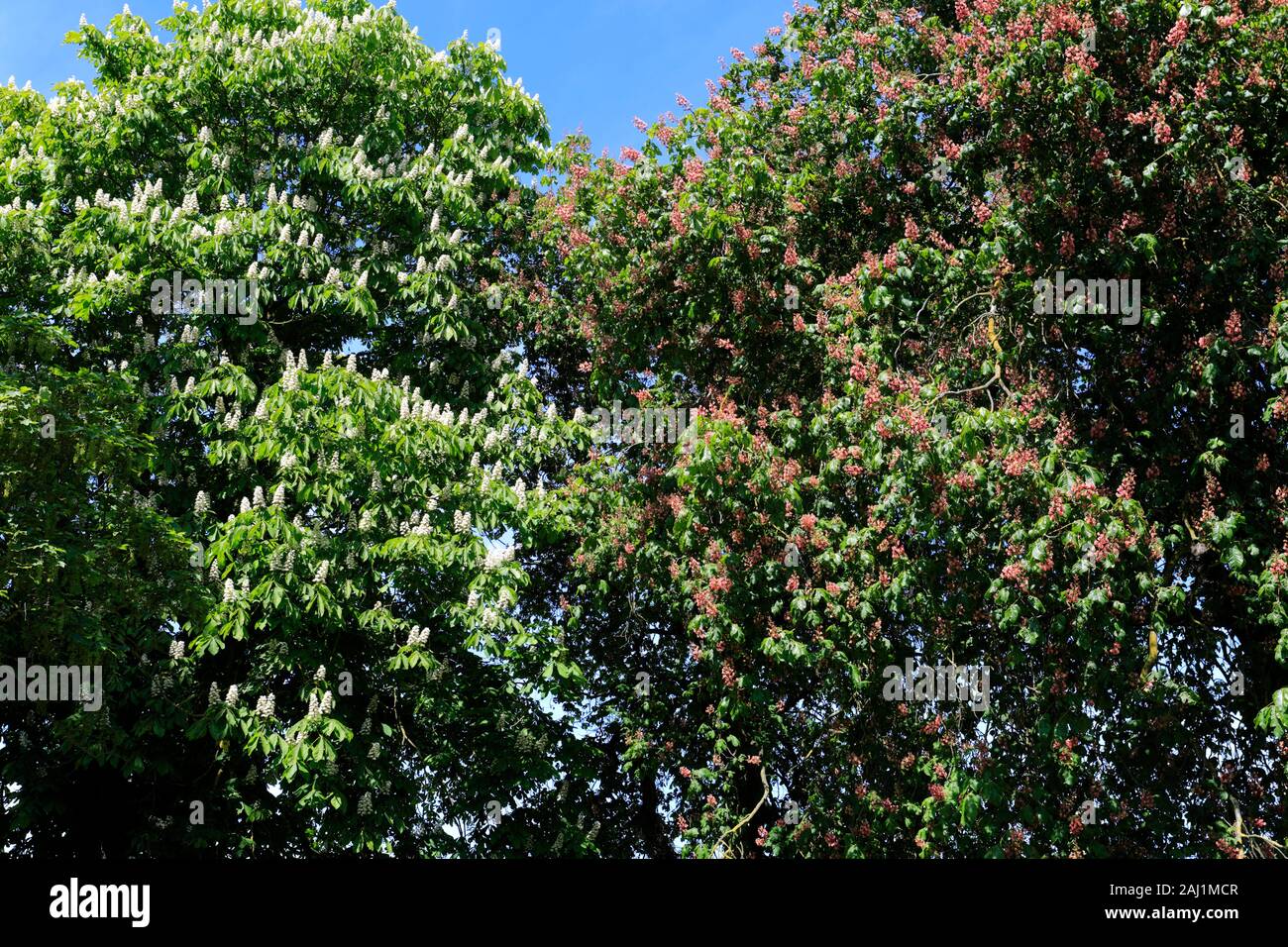 White and Red Horse Chestnut tree blossom, (Aesculus hippocastanum ...