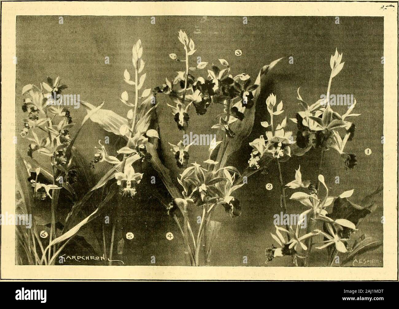 Malmaison carnations hi-res stock photography and images - Alamy