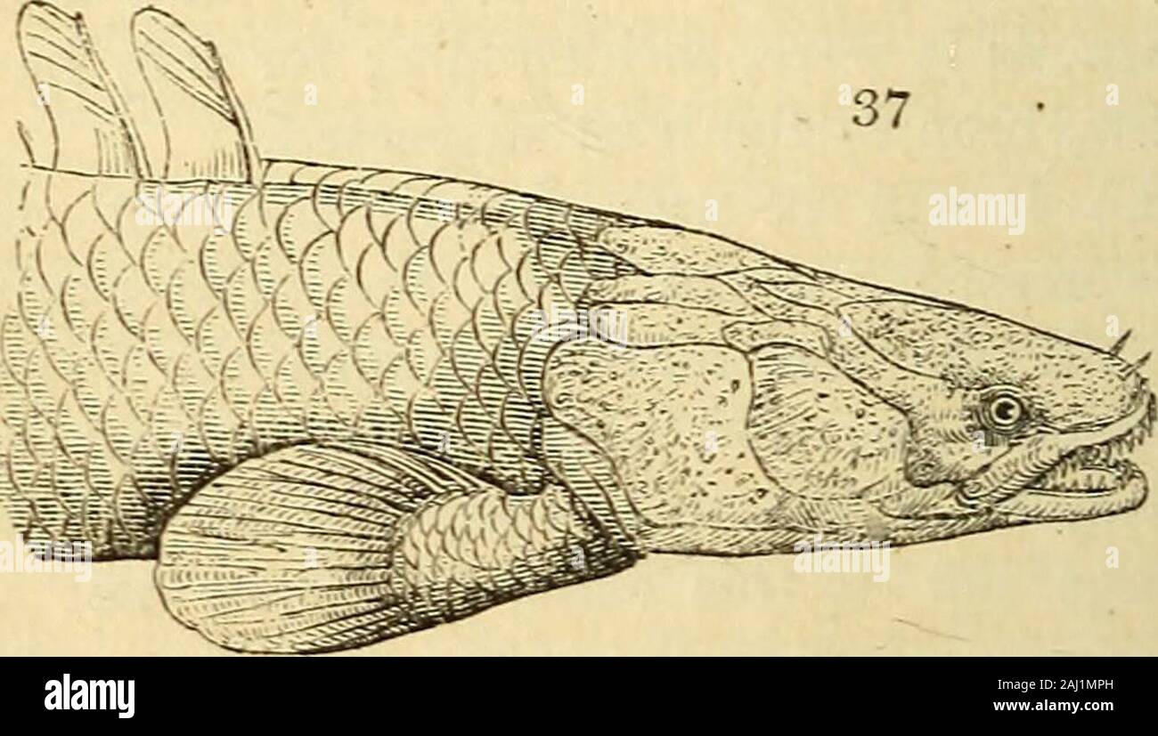 Large bony plates hi-res stock photography and images - Alamy