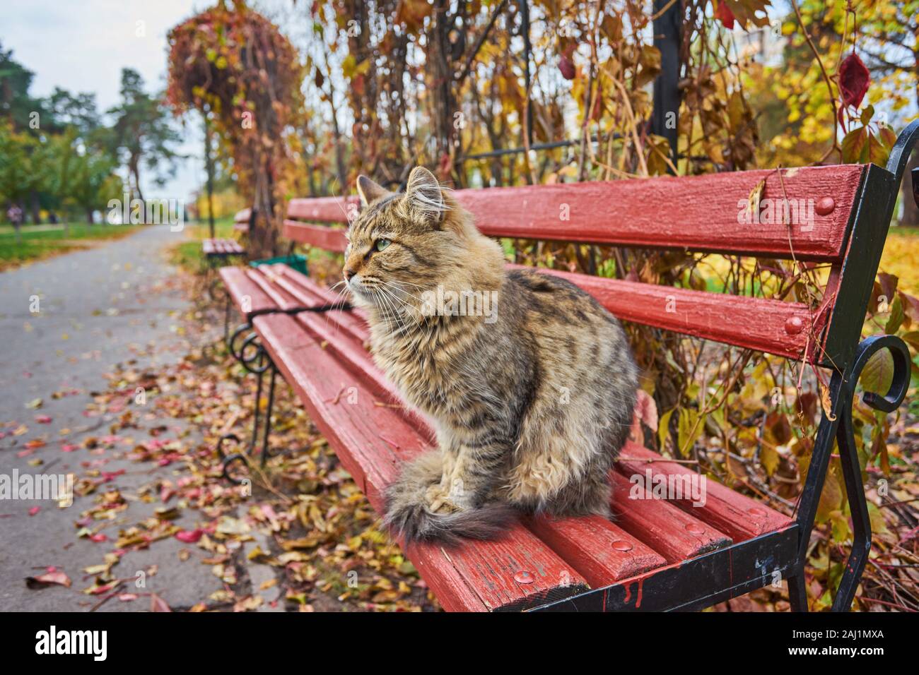 Farm cat enjoying the late afternoon sun sitting on a wood bench Stock ...