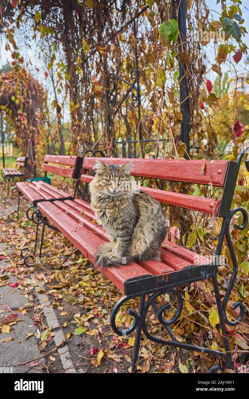 Farm cat enjoying the late afternoon sun sitting on a wood bench Stock ...