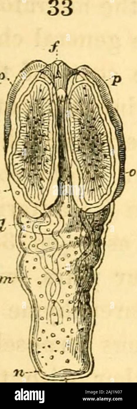 Slug anatomy hi-res stock photography and images - Alamy