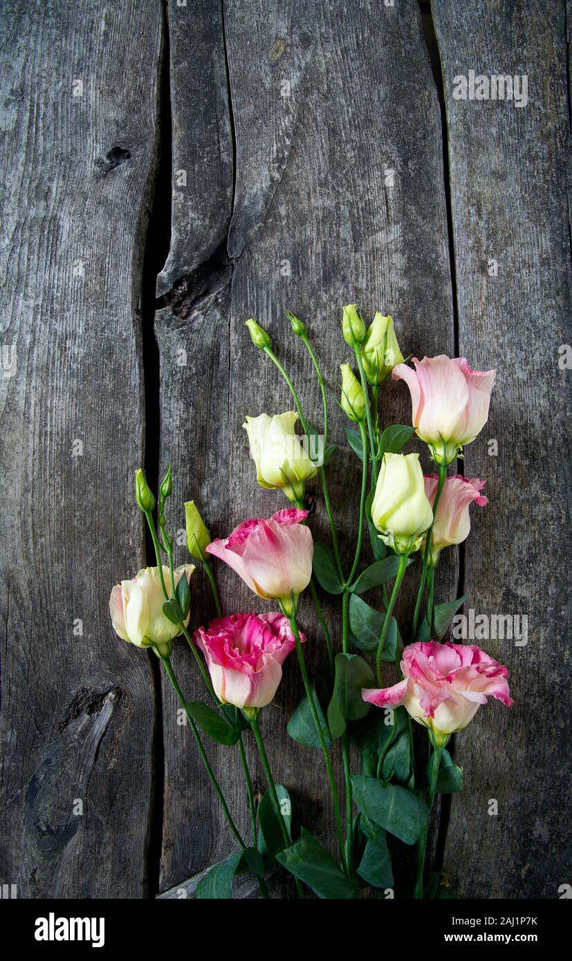 Eustoma flowers hi-res stock photography and images - Alamy